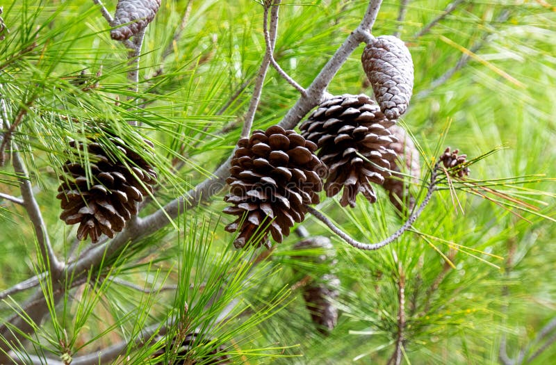 Pine cones stock photo. Image of branch, fresh, cones - 338515586