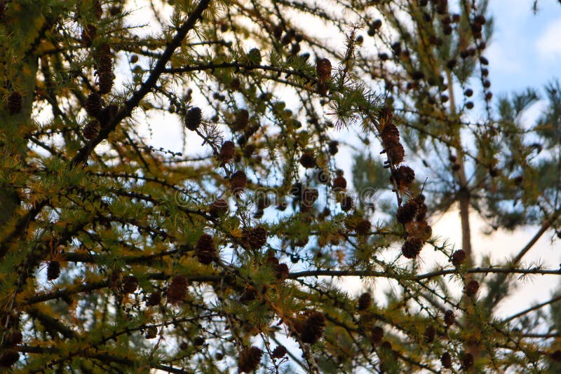 Pine Cones on a Tree in Fall Autumn. Stock Image - Image of branch ...