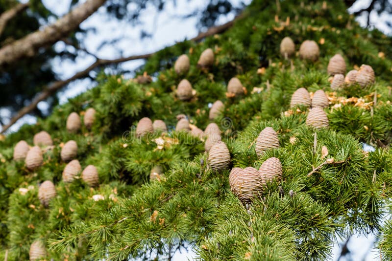 Pine Cones on the Tree, Ready To Open and Seed Stock Photo - Image of ...