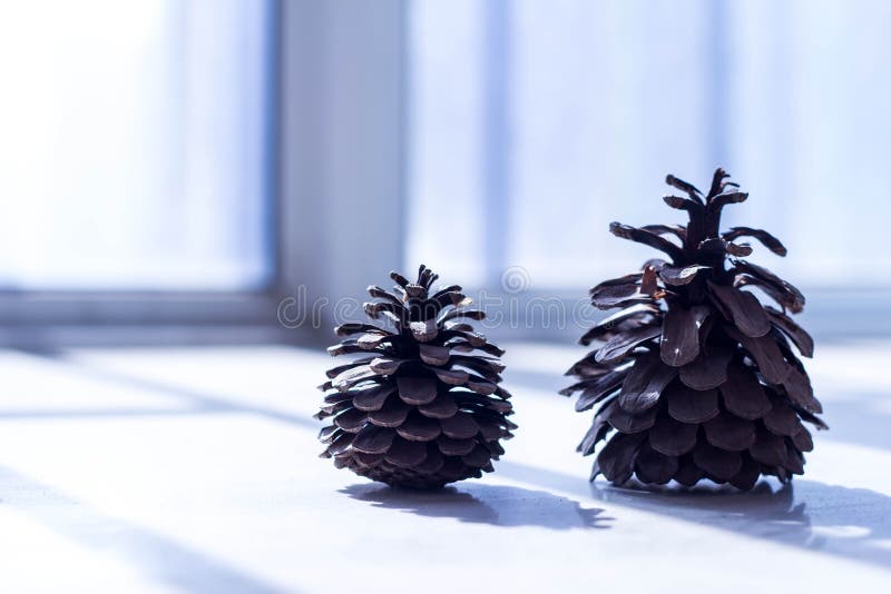 Pine cones stock image. Image of pine, plant, nuts, cones - 36326589