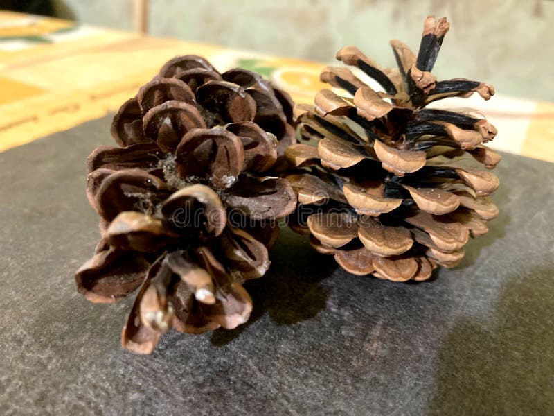 Pine-cones stock photo. Image of laying, pine, beauty - 236199108