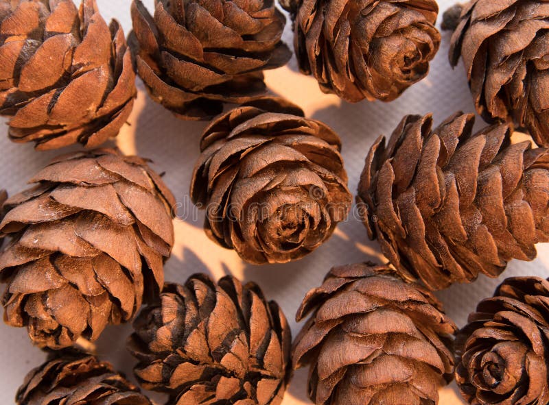 Pine Cones on a White Background Stock Photo - Image of cone, holiday ...