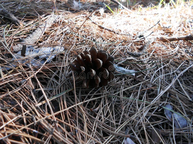 Autumn stock image. Image of corn, background, light - 101400453