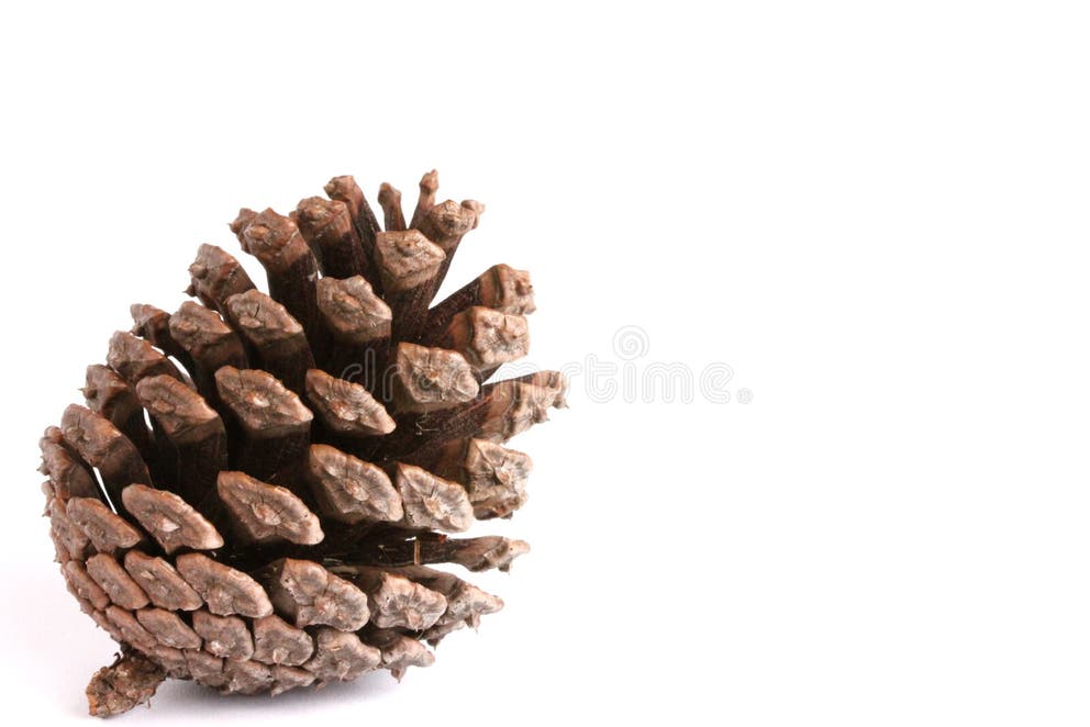 Pine Corn stock photo. Image of nature, pine, white, tree - 47568566