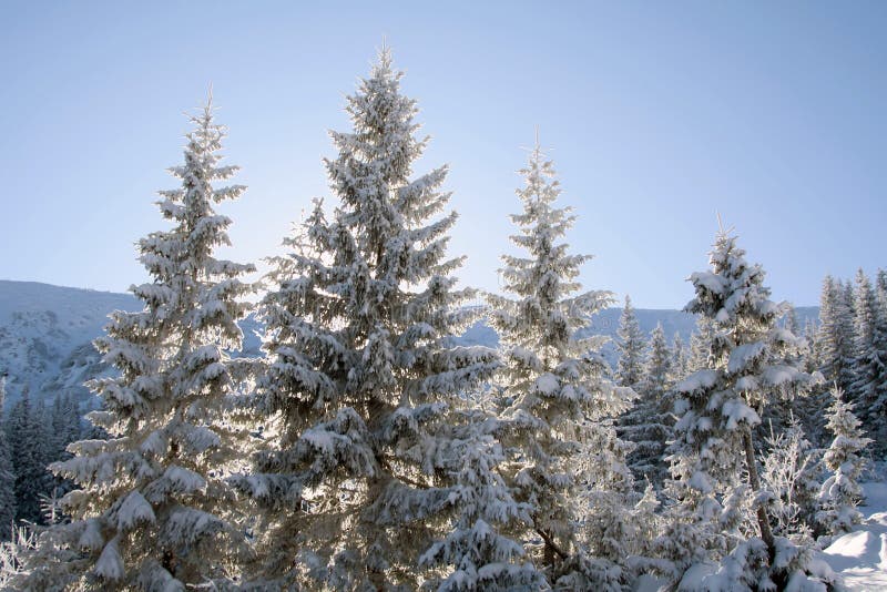 Snow Covered Evergreen Trees Stock Photo - Image of scene, seasonal ...