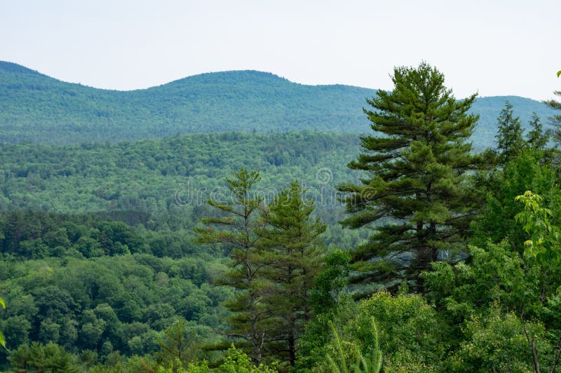 Pine Covered Valley stock photo. Image of nature, forest - 155717580