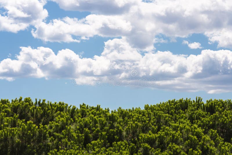 Pine cups stock photo. Image of nature, pine, garden - 43315484
