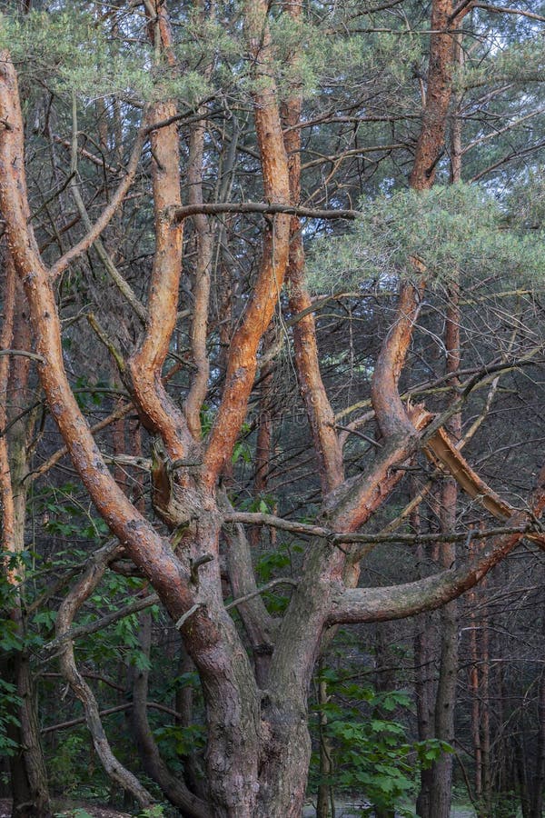 Pine Curve, Twisted Branches, a Tree View in a Natural Environment ...