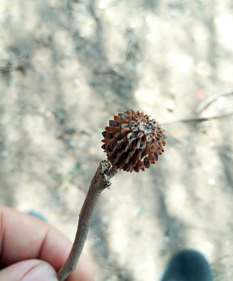 Pine cypress stock photo. Image of cypress, pine, natural - 174550404