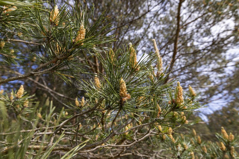 Pine Details during Flowering in Windy Weather Stock Photo - Image of ...