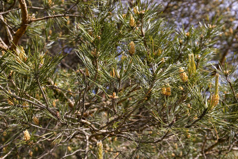 Pine Details during Flowering in Windy Weather Stock Photo - Image of ...