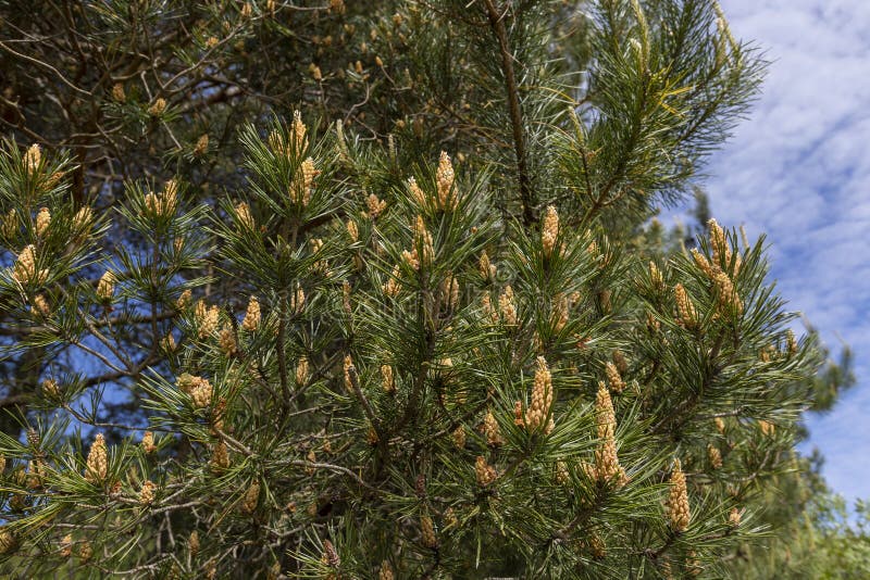 Pine Details during Flowering in Windy Weather Stock Image - Image of ...