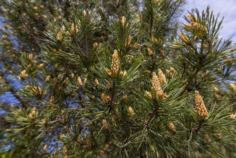 Pine Details during Flowering in Windy Weather Stock Image - Image of ...