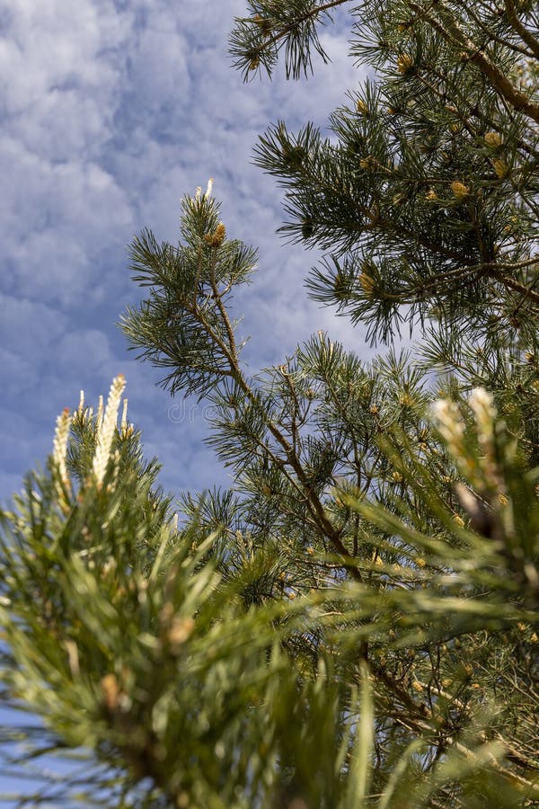 Pine Details during Flowering in Windy Weather Stock Image - Image of ...