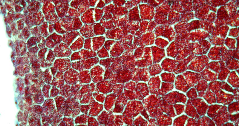 Pine Embryo Longitudinal Section Stock Footage - Video of macro, plant ...