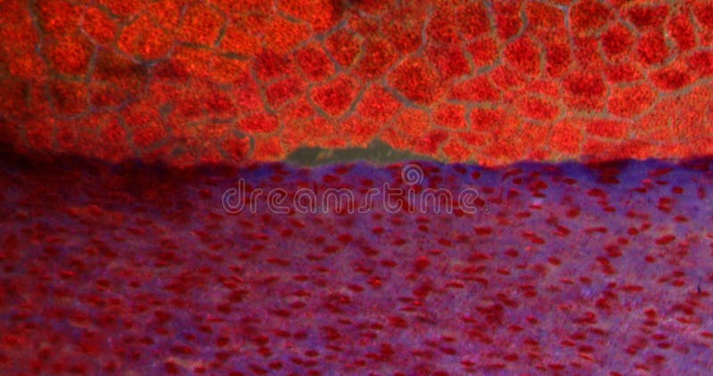 Pine embryo in Darkfield stock video. Video of magnification - 208417207