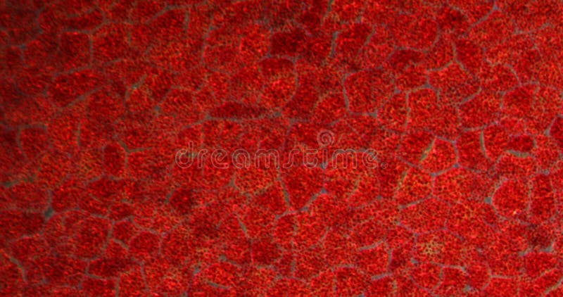 Pine Embryo Longitudinal Section Stock Footage - Video of macro, plant ...