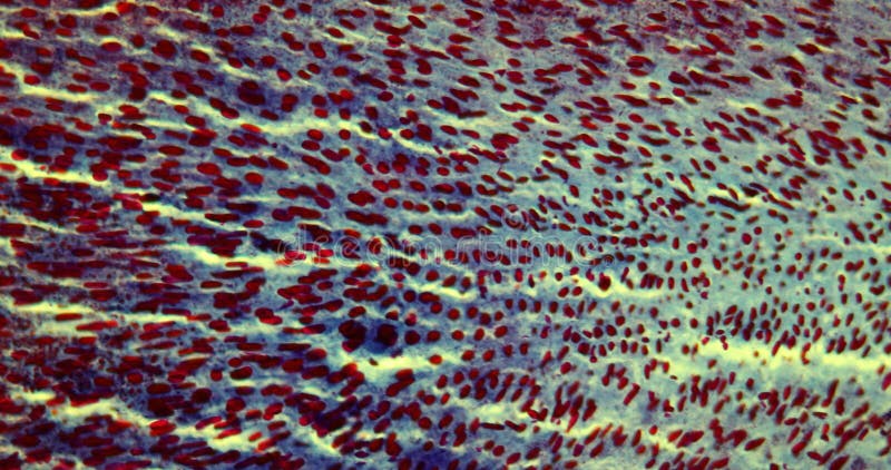 Pine Embryo Longitudinal Section Stock Footage - Video of macro, plant ...