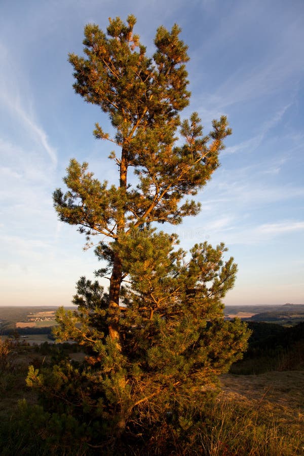 Pine in the evening light stock image. Image of landscape - 31946879