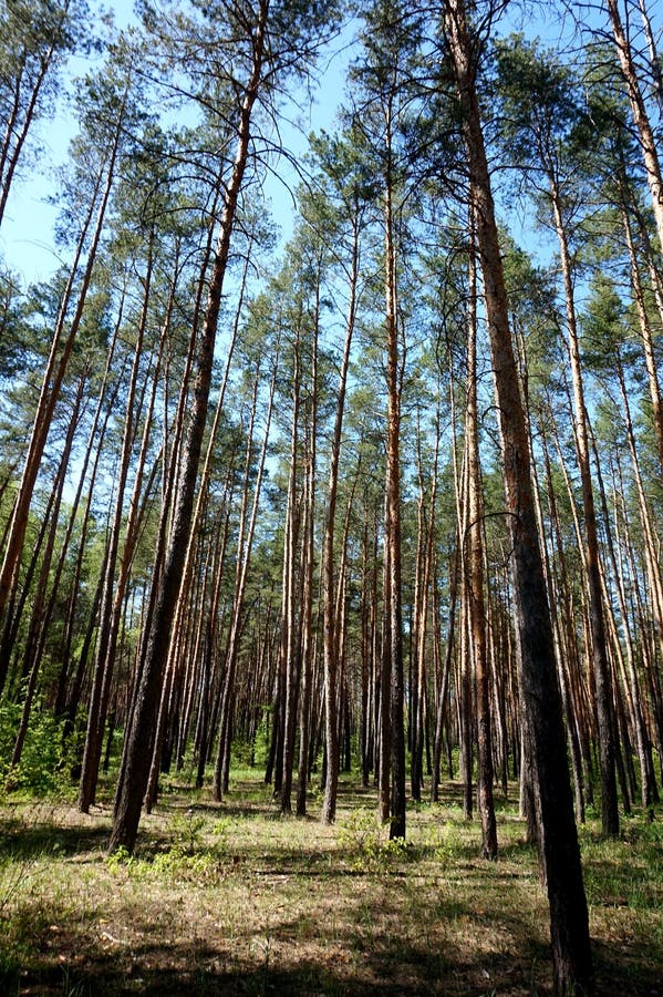 A pine ever-green forest stock image. Image of evergreen - 115717515