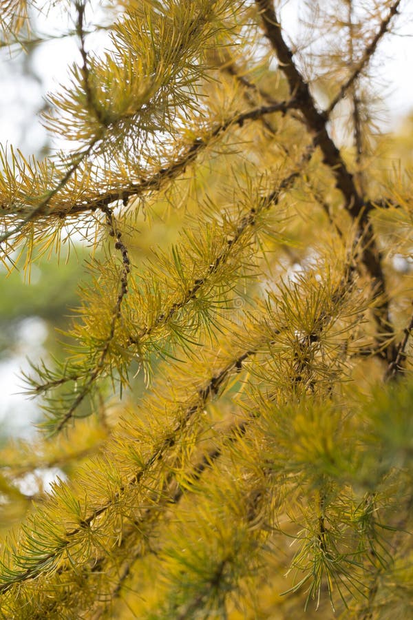 Pine in the fall stock photo. Image of foreground, beauty - 104536840