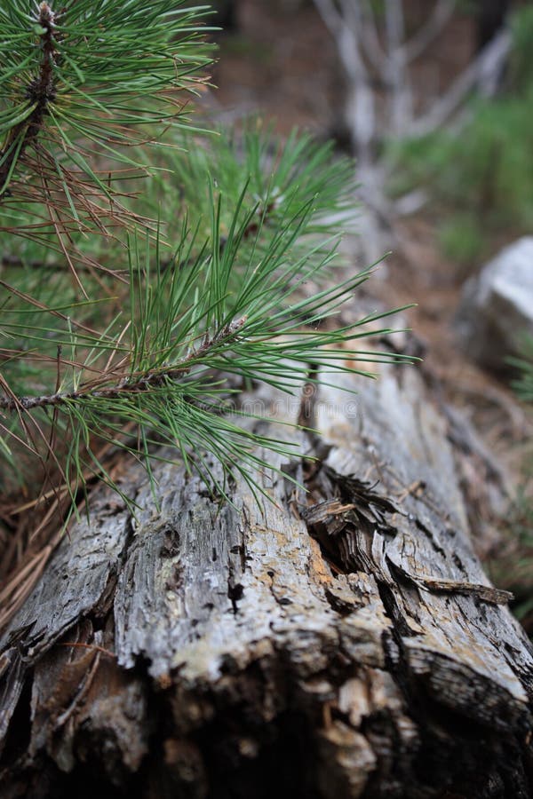 Pine stock image. Image of fallen, pinetree, wood, forest - 128859507