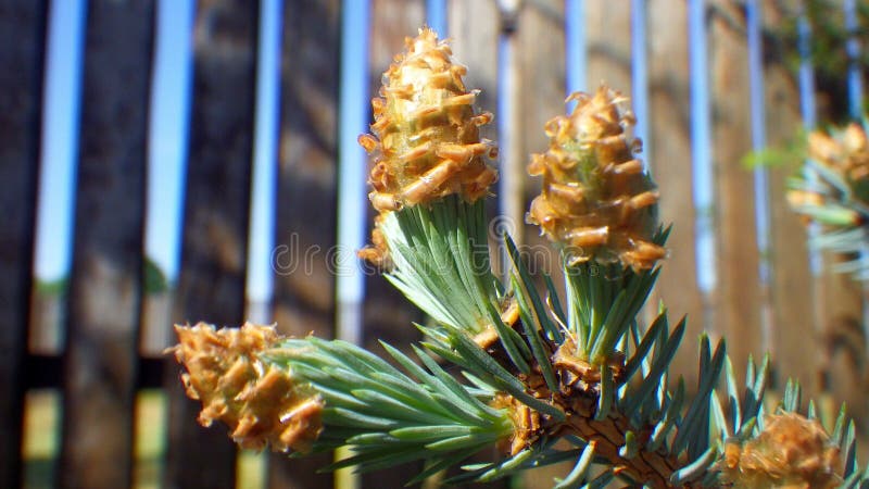 Pine Family, Conifer, Spruce, Tree Picture. Image: 119034721