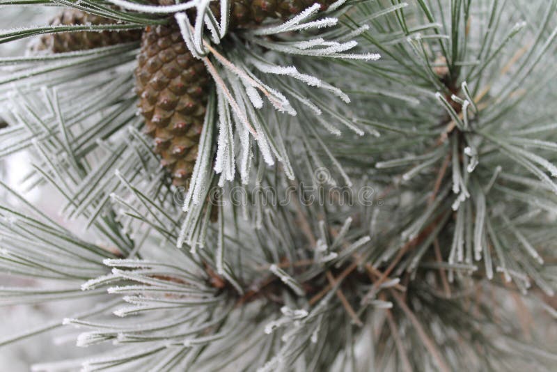 Pine Family, Tree, Conifer, Pine Stock Photo - Image of pine, conifer ...