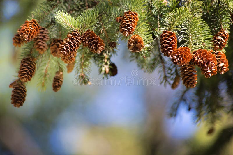 Pine Family, Tree, Conifer, Branch Picture. Image: 113373588
