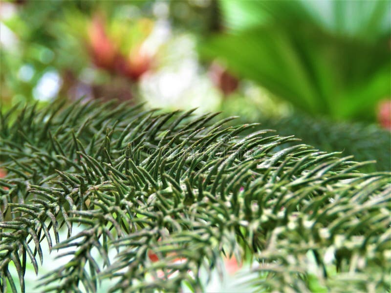 Pine Family, Tree, Conifer, Branch Picture. Image: 113373588
