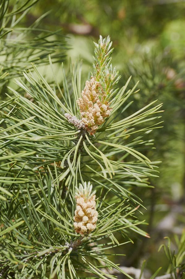 Ecosystem, Pine Family, Vegetation, Spruce Picture. Image: 114228073