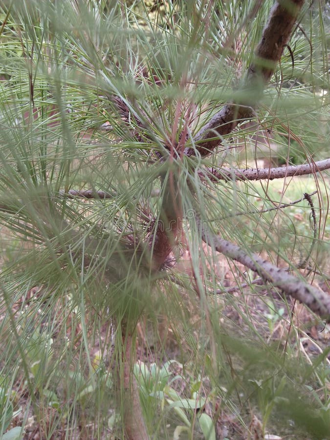 Tree of ohio stock image. Image of ohio, family, tree - 117722423