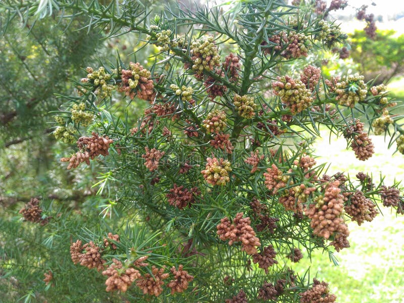 Pine at farm stock image. Image of plant, evergreen, fruit - 95414899