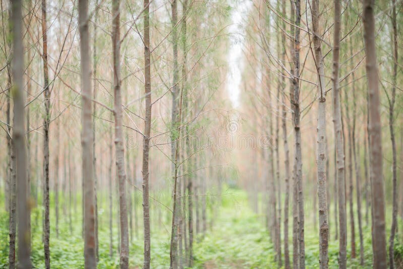 Pine Farm stock photo. Image of bark, farm, green, forest - 42524388