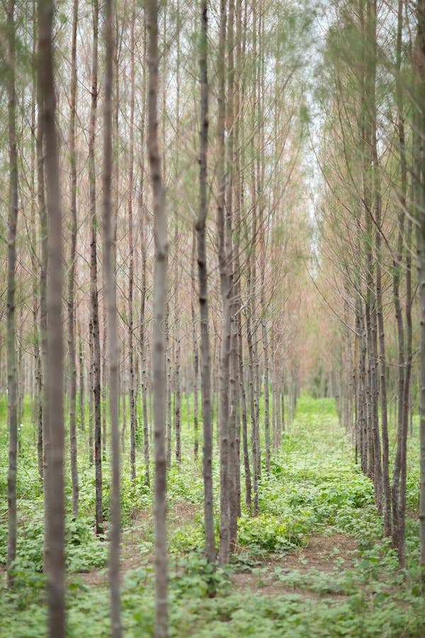Pine Farm stock image. Image of large, green, conservation - 57482093