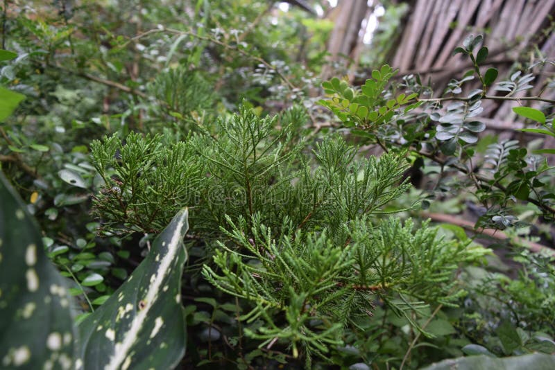 Pine farming on gardens stock image. Image of herb, garden - 265226635