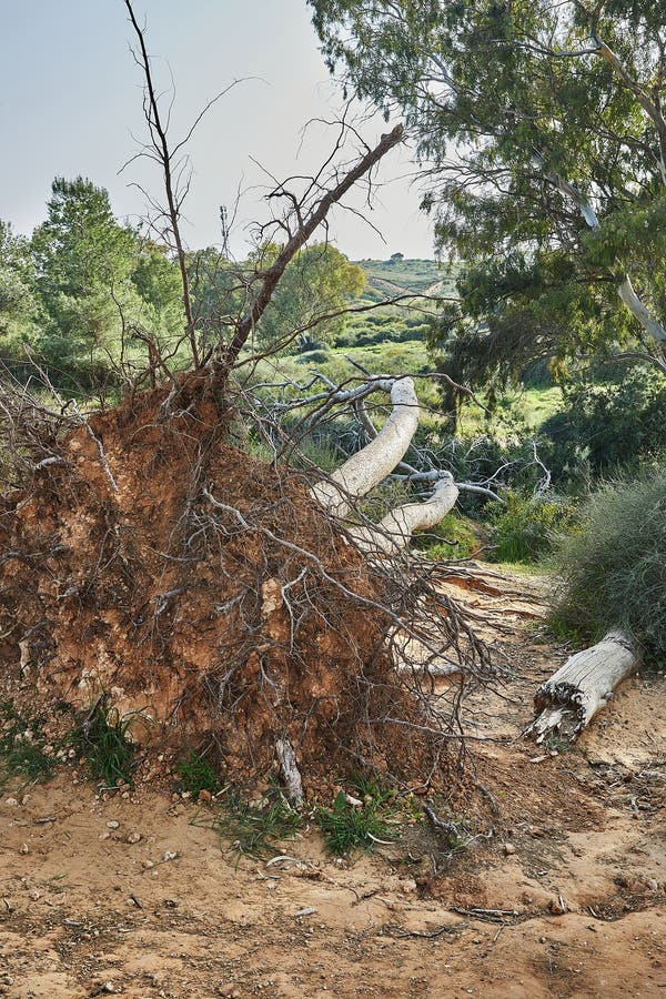 Pine Felled by Storm with Protruding Roots and Earth Stock Image ...