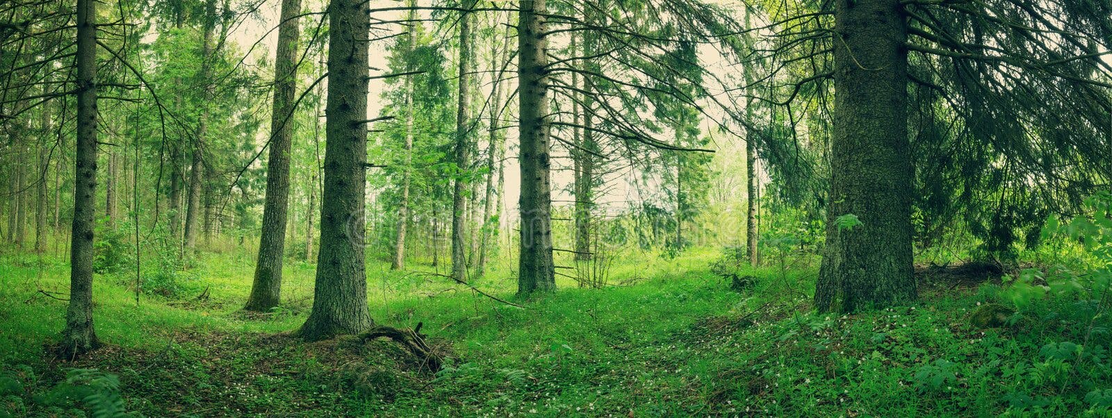 Evergreen Trees in Washington State Stock Photo - Image of nature ...
