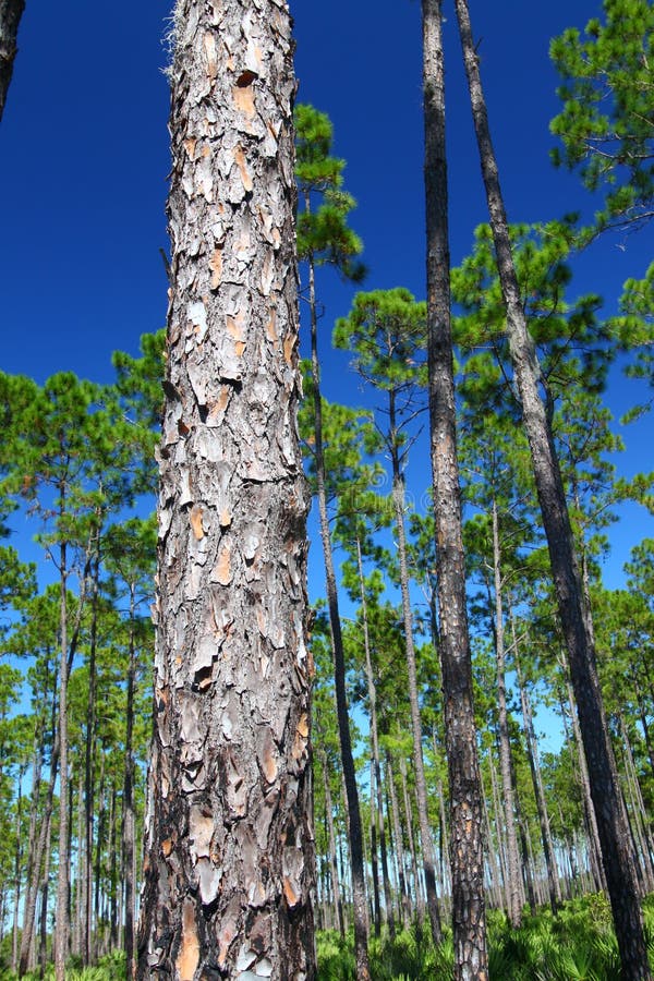 Pine Flatwoods - Florida stock photo. Image of beautiful - 21068674