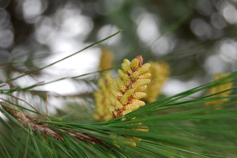A pine flower stock image. Image of branch, winter, yellow - 4665913