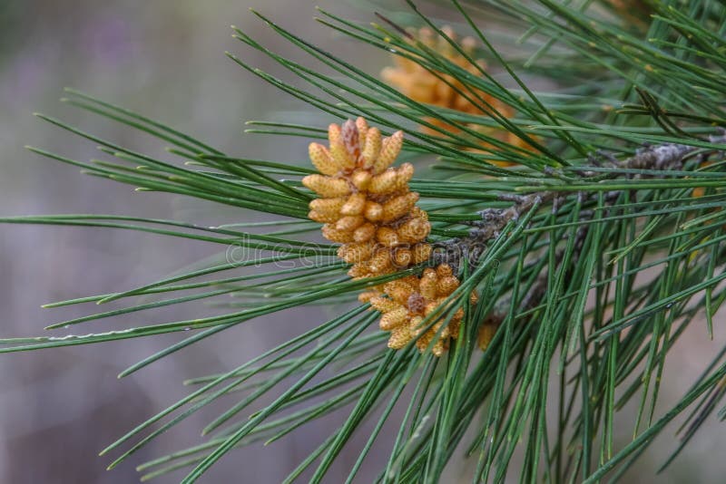 Pine flower stock image. Image of health, flower, pollination - 111312785