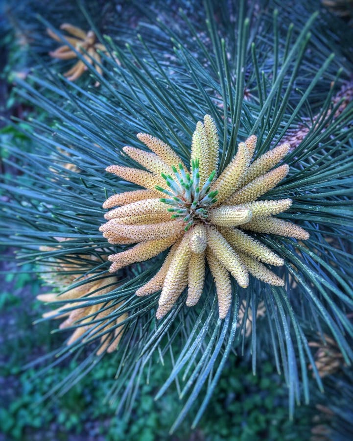 Pine flower stock photo. Image of blooms, flowers, needles - 115404002