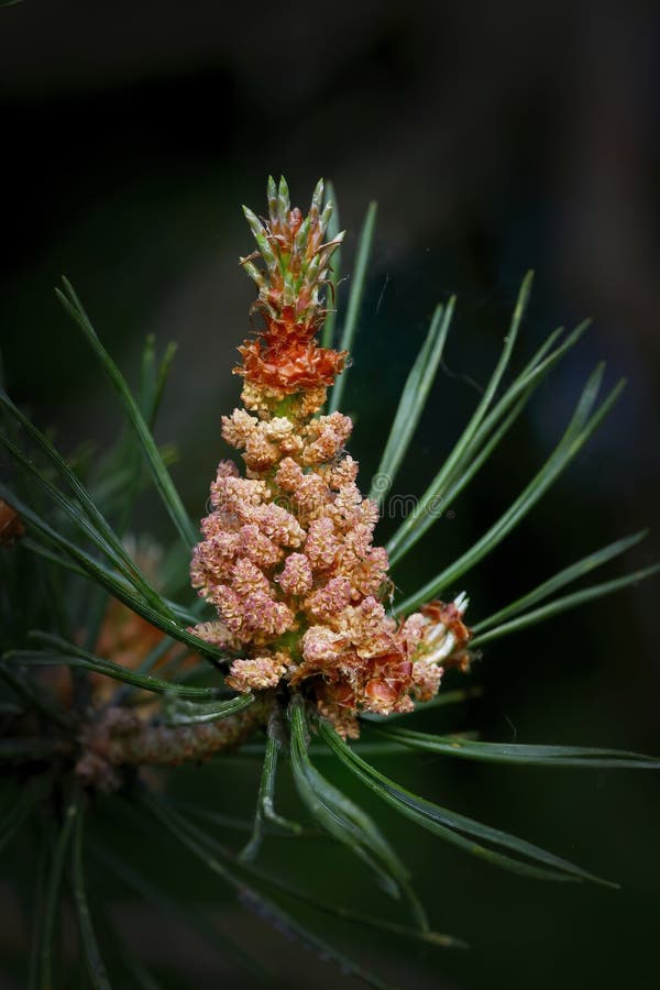Pine flower stock photo. Image of needle, flora, flower - 115404006