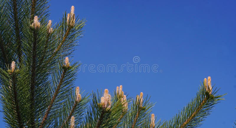 Pine flower buds stock image. Image of branch, natural - 247778287