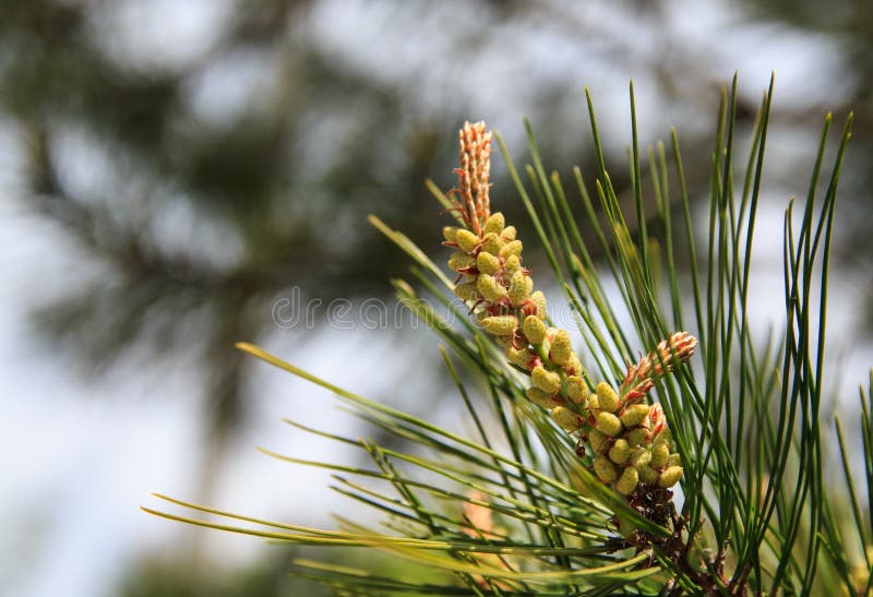 Pine flower stock photo. Image of pine, white, outdoor - 85112834