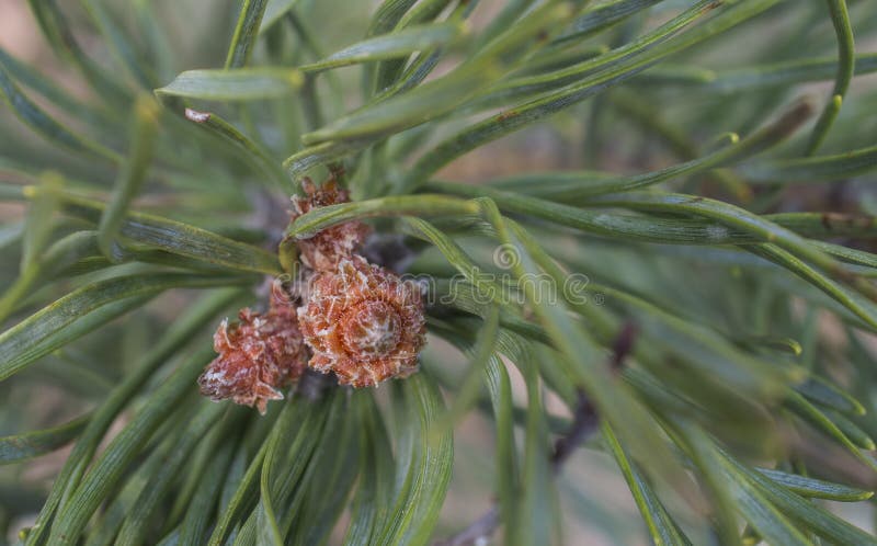 Pine flower stock image. Image of needles, tree, spring - 51794173
