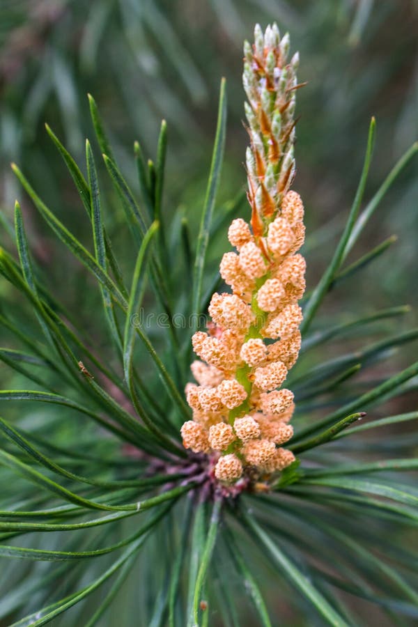 Pine flower stock photo. Image of needle, flora, flower - 115404006