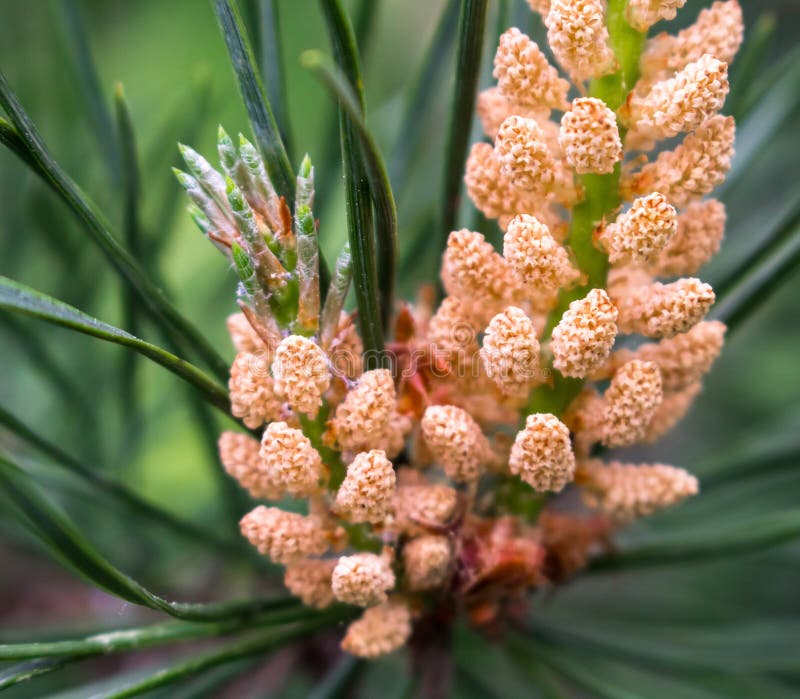 Pine flower stock photo. Image of needle, flora, flower - 115404006