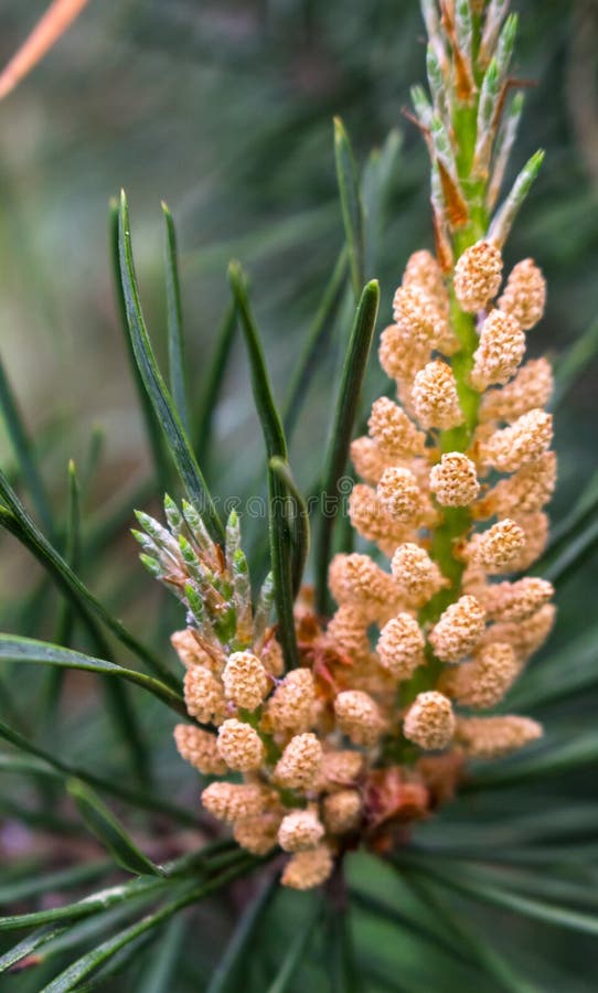 Pine flower stock photo. Image of needle, flora, flower - 115404006