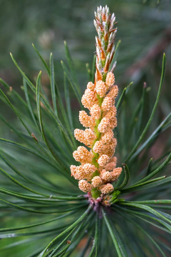Pine flower stock photo. Image of needle, flora, flower - 115404006